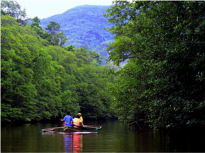 A Journey Through Nature: Explore Palawan's Mangrove Forests